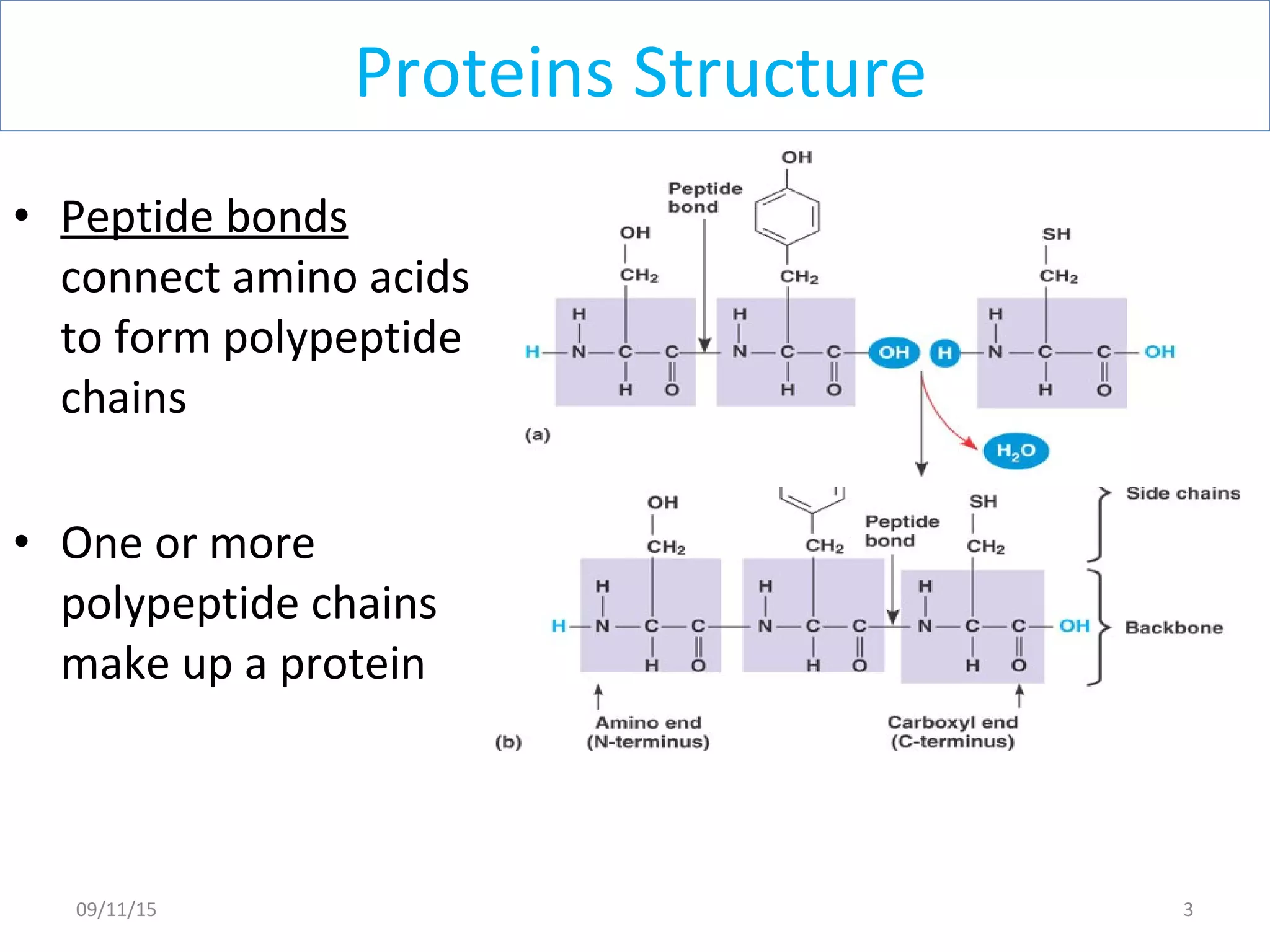 Proteins and nucleic acids | PPT