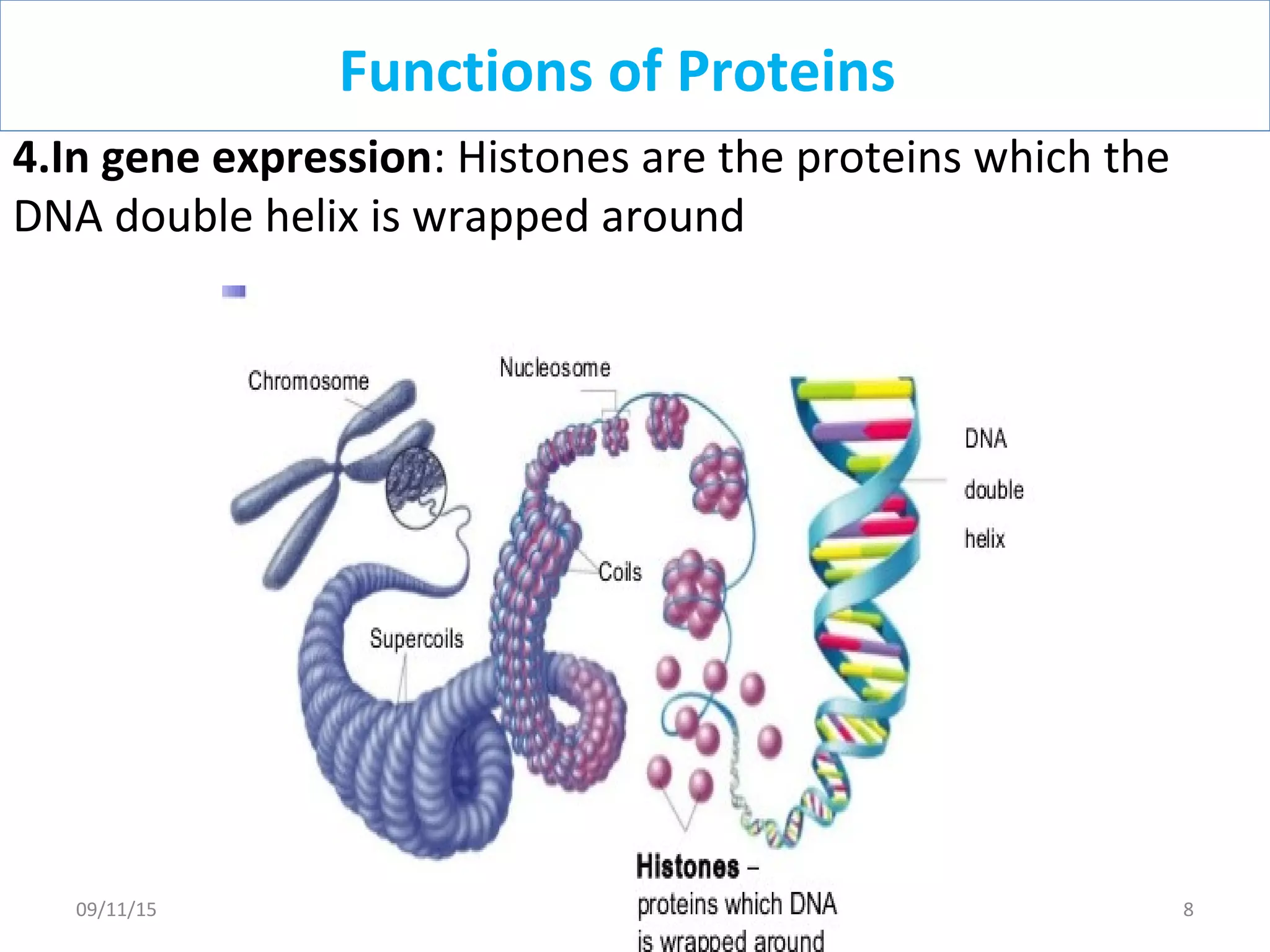 Proteins and nucleic acids | PPT