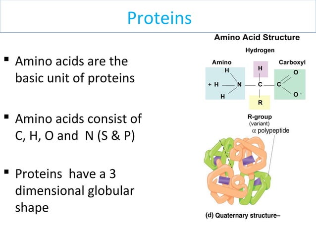 Proteins and nucleic acids | PPT | Chemistry | Science