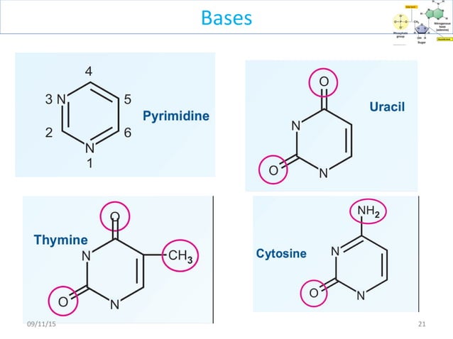 Proteins and nucleic acids | PPT | Chemistry | Science