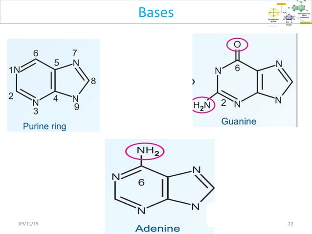 Proteins and nucleic acids | PPT | Chemistry | Science
