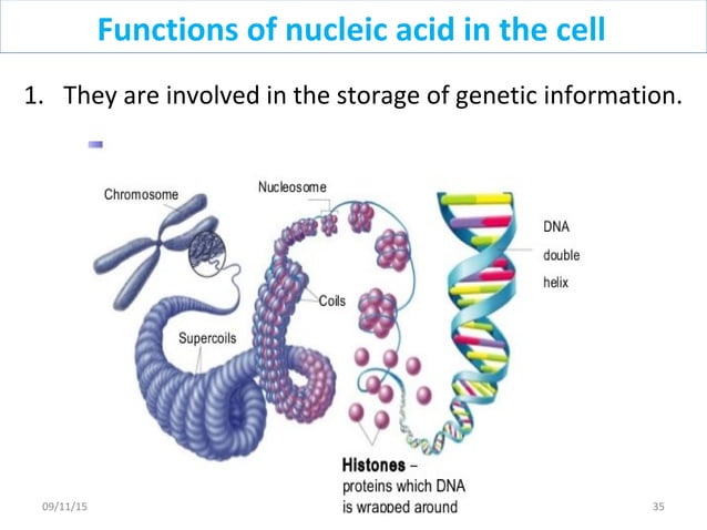 Proteins and nucleic acids | PPT | Chemistry | Science