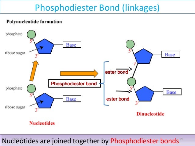 Proteins and nucleic acids