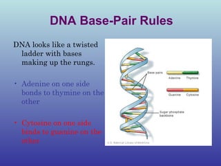 Proteins and nucleic acids notes | PPT