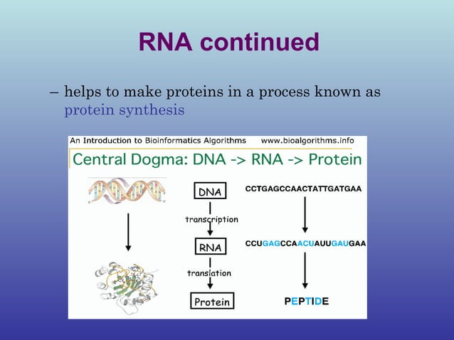 Proteins and nucleic acids notes | PPT