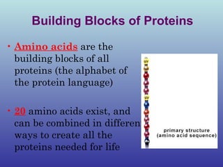 Proteins and nucleic acids notes | PPT