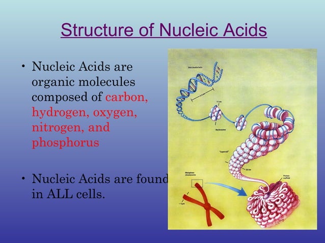 Proteins and nucleic acids notes | PPT