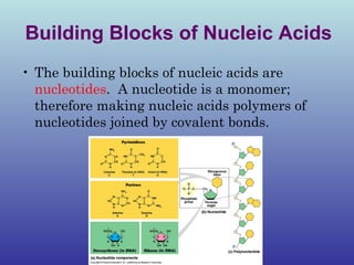 Proteins and nucleic acids notes | PPT