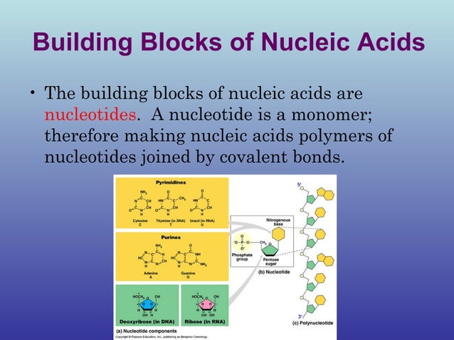 Proteins and nucleic acids notes | PPT