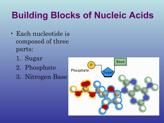 Proteins and nucleic acids notes | PPT