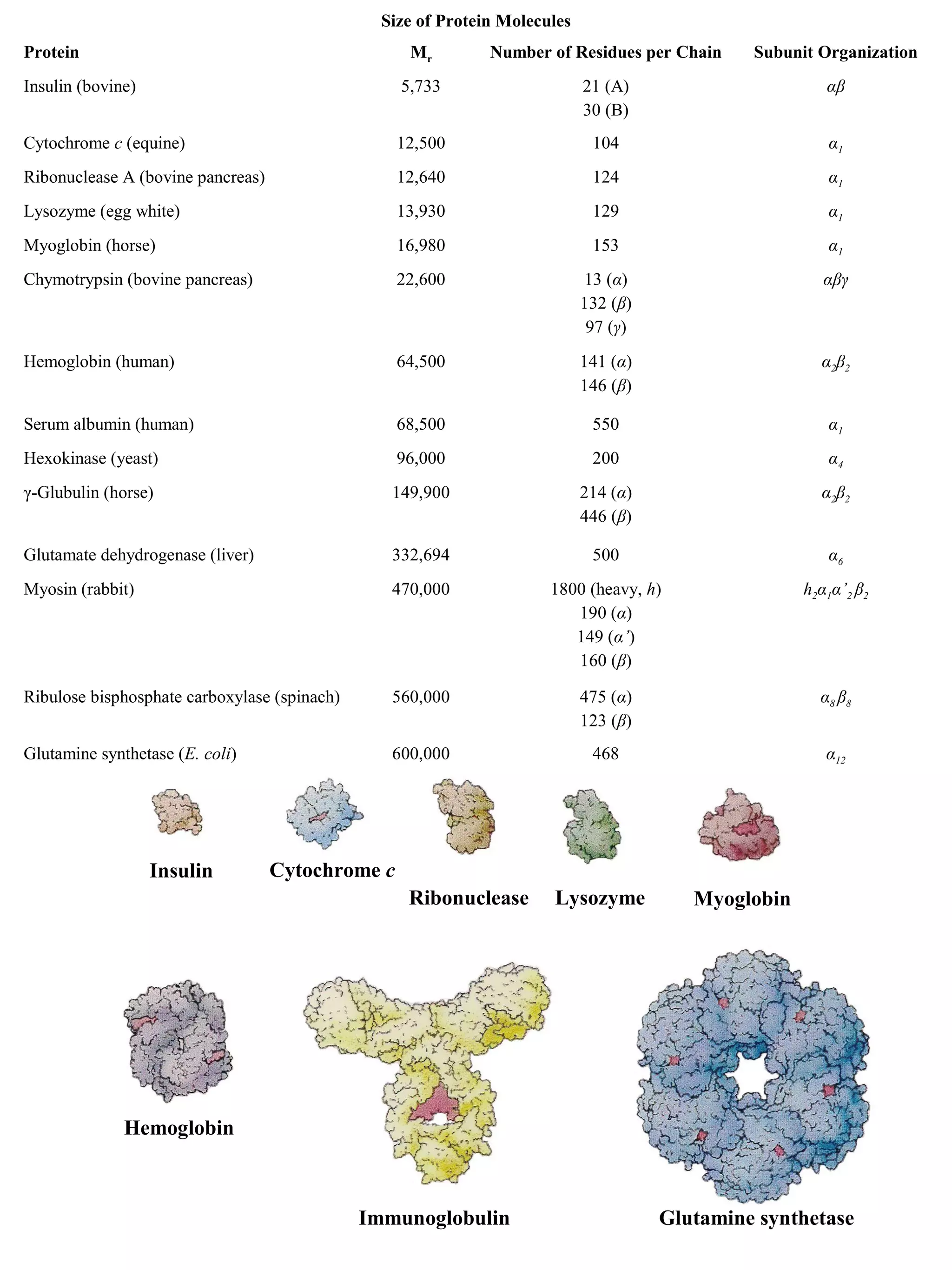Proteins and their biological structures | PPT