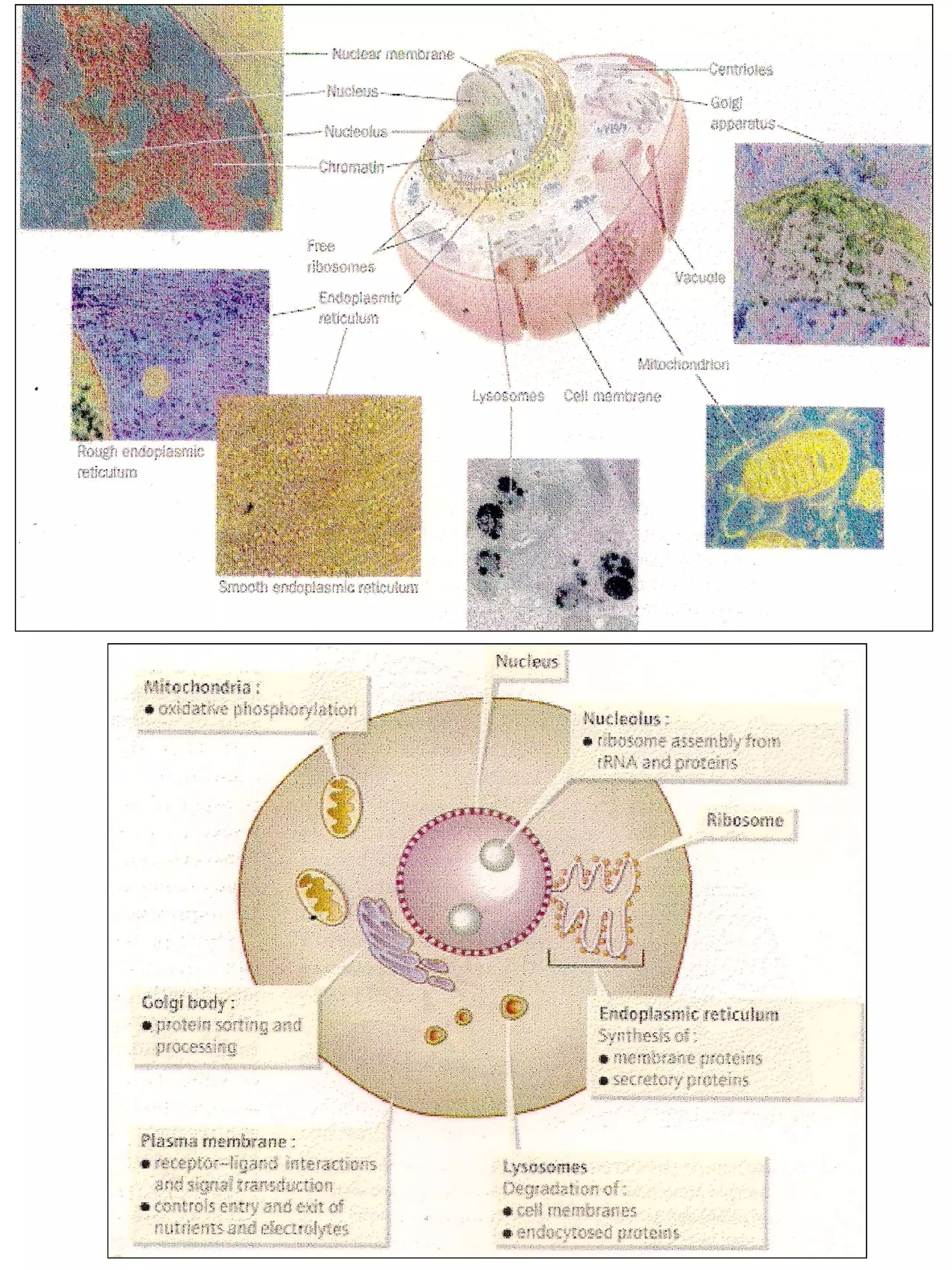 Proteins and their biological structures | PPT