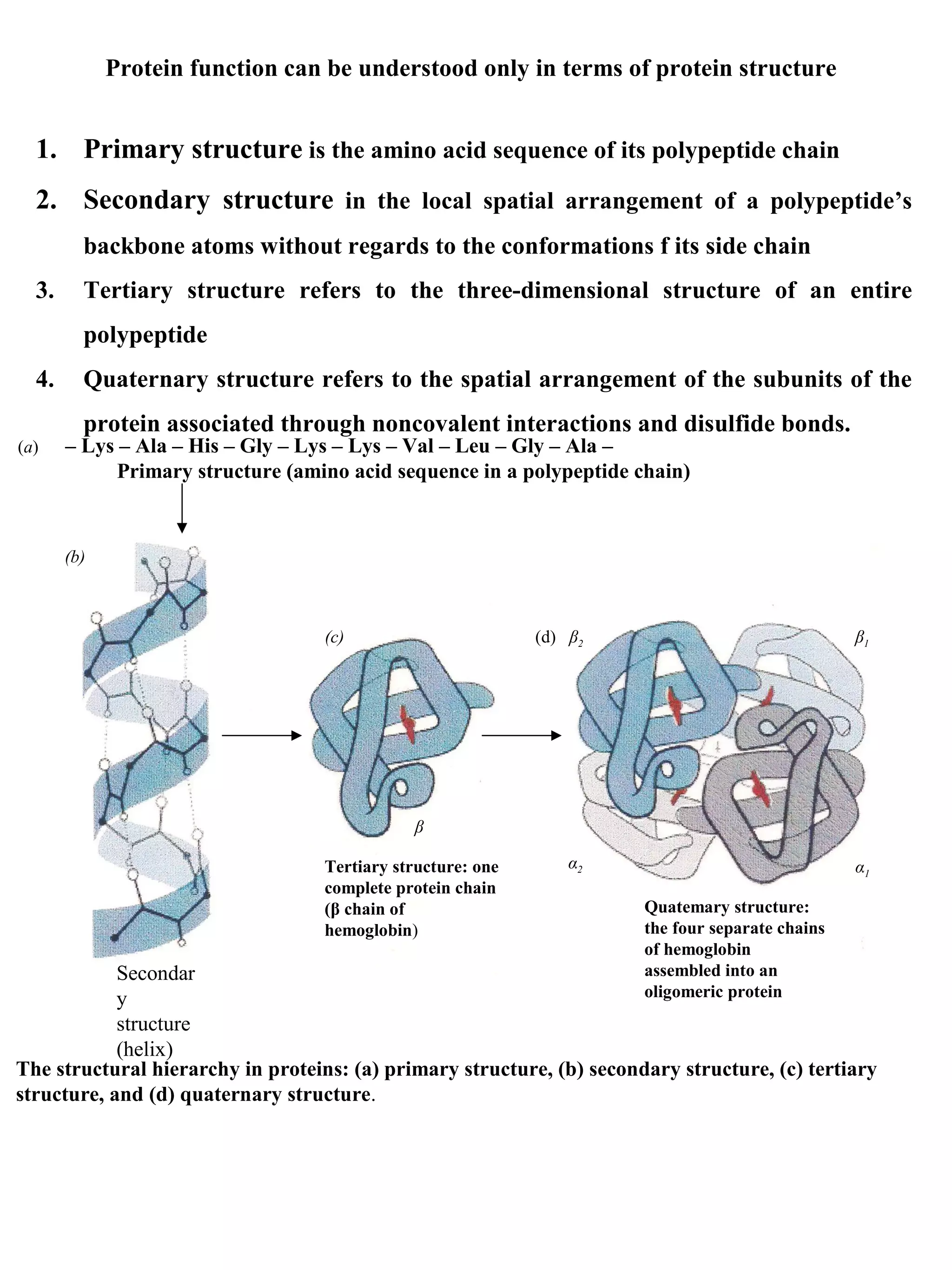 Proteins and their biological structures | PPT