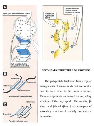 Proteins and their biological structures | PDF