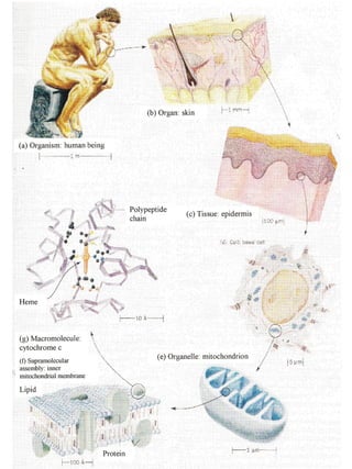 Proteins and their biological structures | PDF
