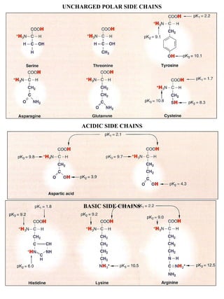 Proteins and their biological structures | PDF