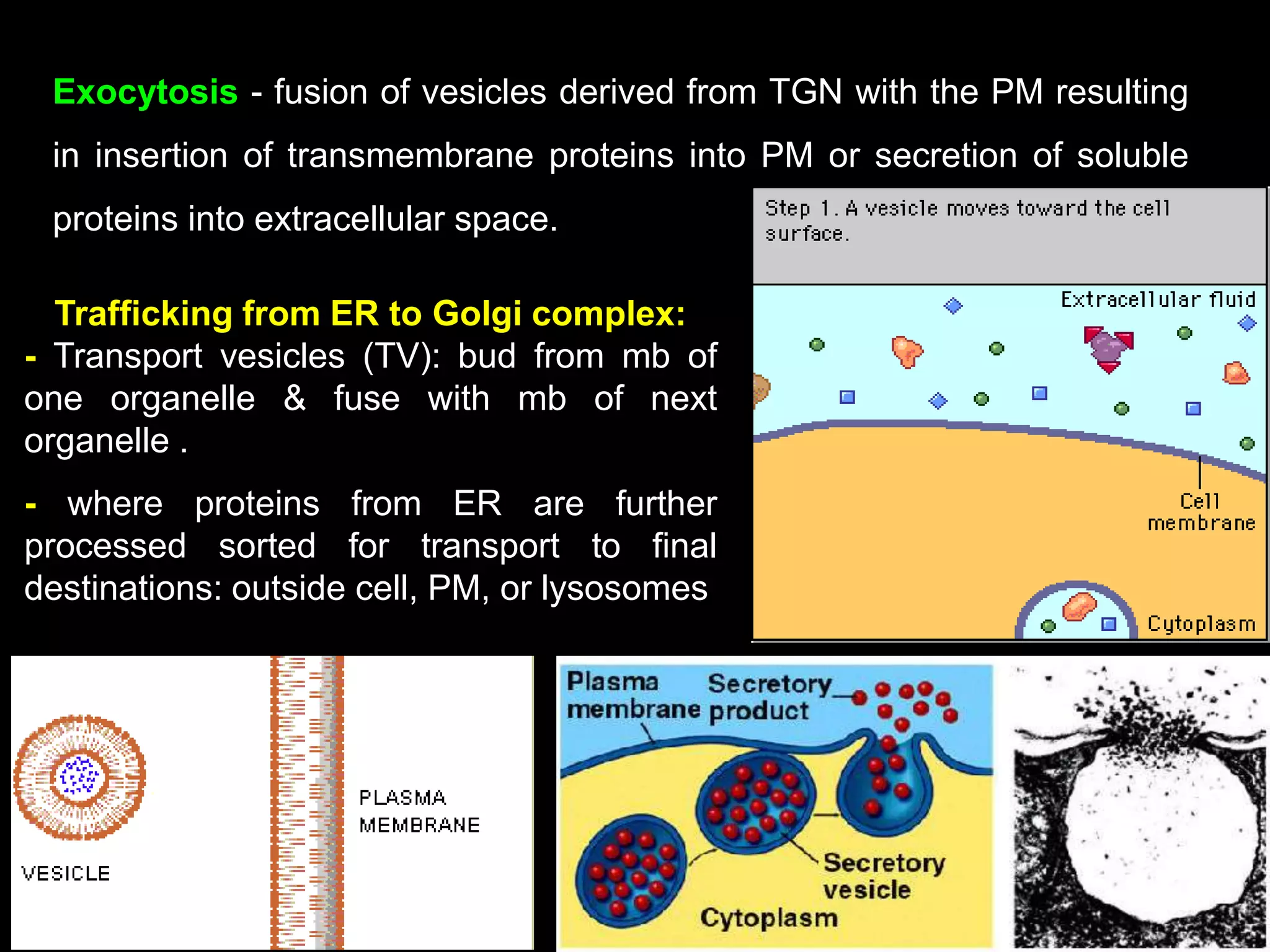 Structure, Chemical Properties, and Function of Proteins, Intracellular ...