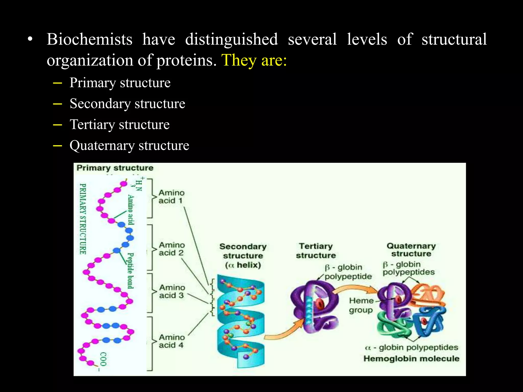 Structure, Chemical Properties, and Function of Proteins, Intracellular Trafficking and Protein ...