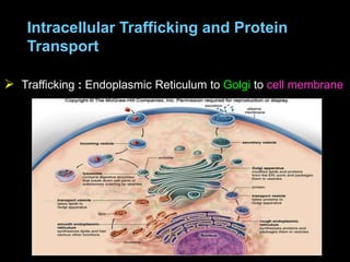 Structure, Chemical Properties, and Function of Proteins, Intracellular ...