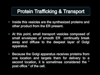 Structure, Chemical Properties, and Function of Proteins, Intracellular ...