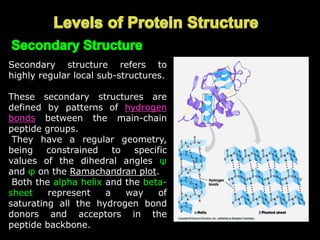 Structure, Chemical Properties, and Function of Proteins, Intracellular ...