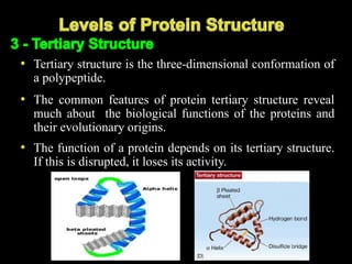 Structure, Chemical Properties, and Function of Proteins, Intracellular ...