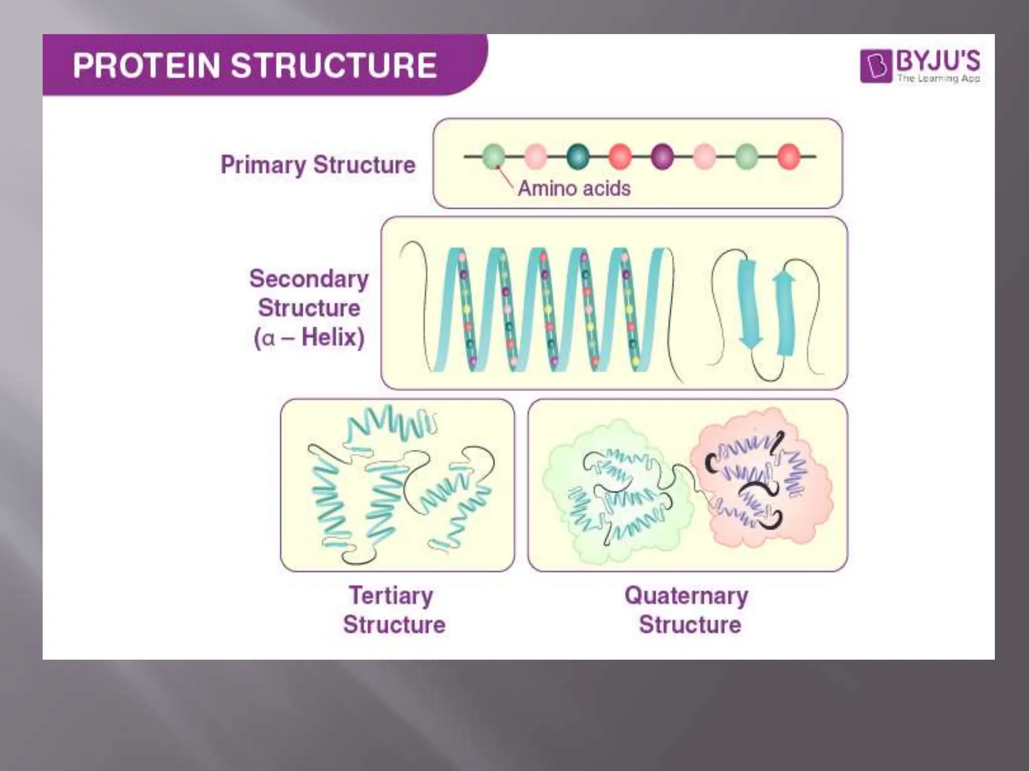 Proteins chemistry project.pptx chemistry practical | PPTX
