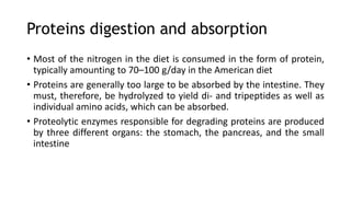 Proteins Dig. Abs..pptx
