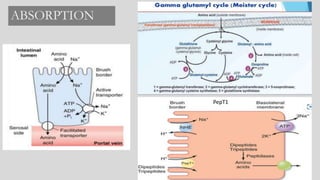 PROTEINS DIGESTION, ABSORPTION.pptx