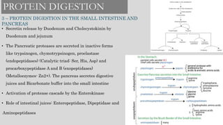 PROTEINS DIGESTION, ABSORPTION.pptx