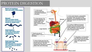 PROTEINS DIGESTION, ABSORPTION.pptx