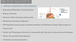 PROTEINS DIGESTION, ABSORPTION.pptx