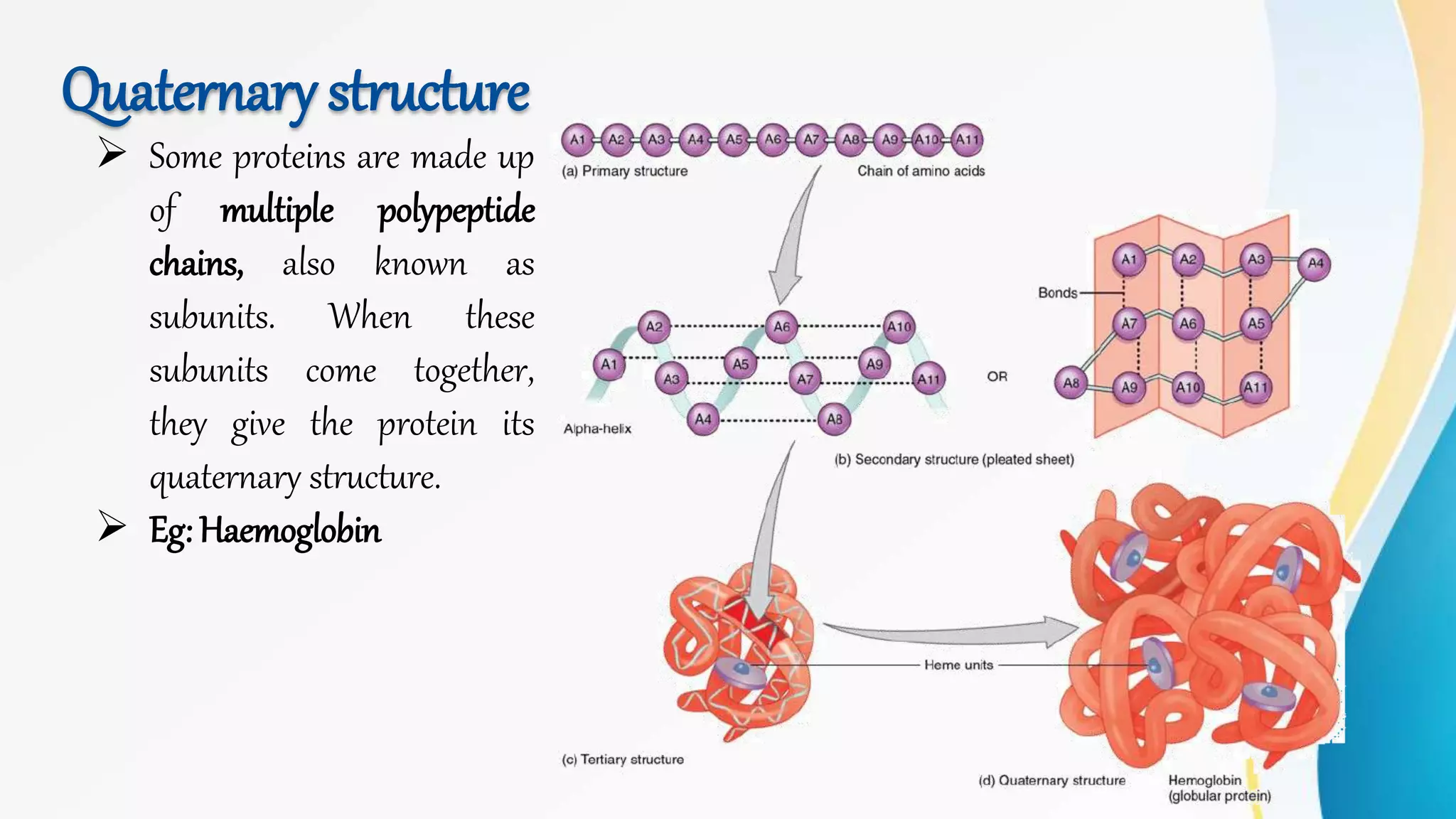 Proteins digestion, absorption, and metabolism | PPTX