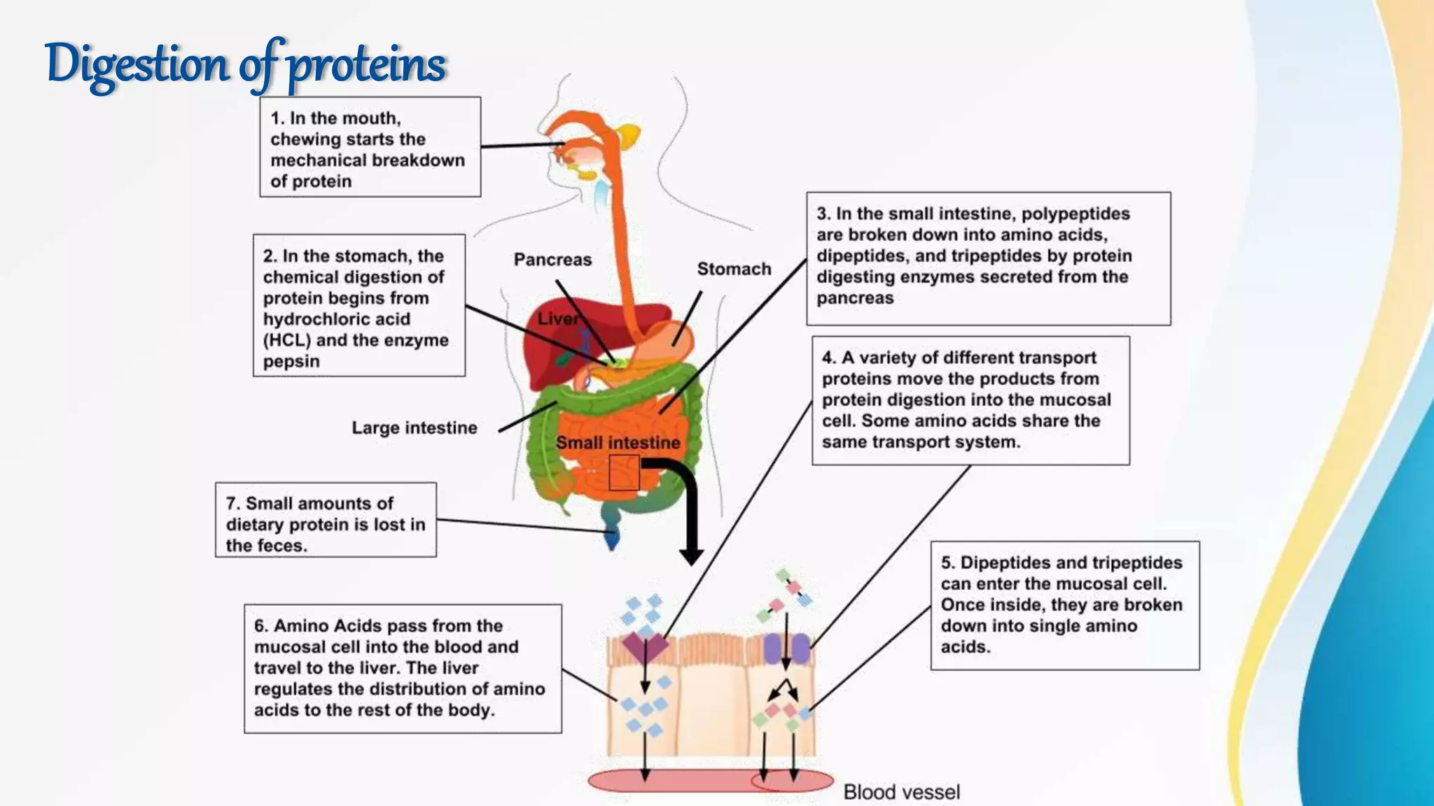 Proteins digestion, absorption, and metabolism | PPTX