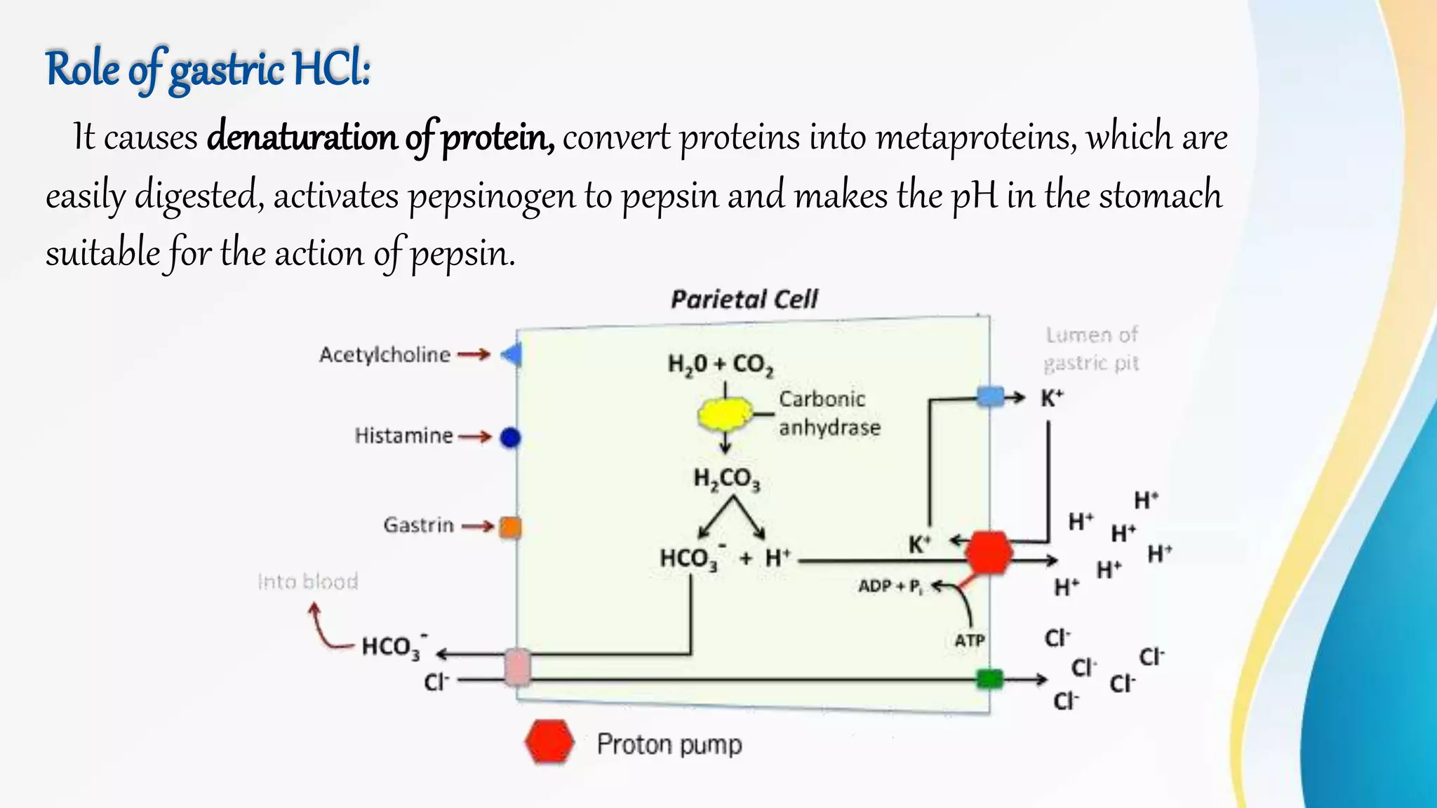 Proteins digestion, absorption, and metabolism | PPTX