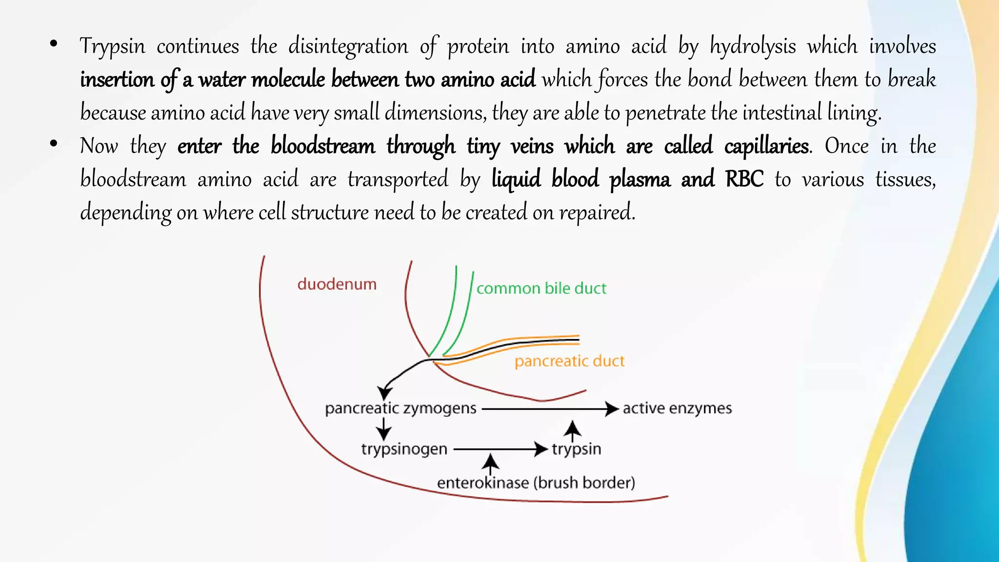 Proteins digestion, absorption, and metabolism | PPTX