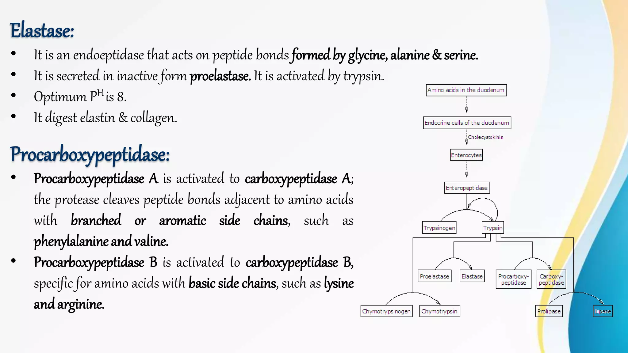 Proteins digestion, absorption, and metabolism | PPTX