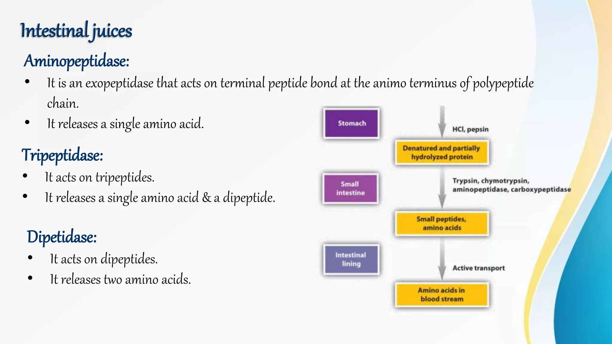 Proteins digestion, absorption, and metabolism | PPTX