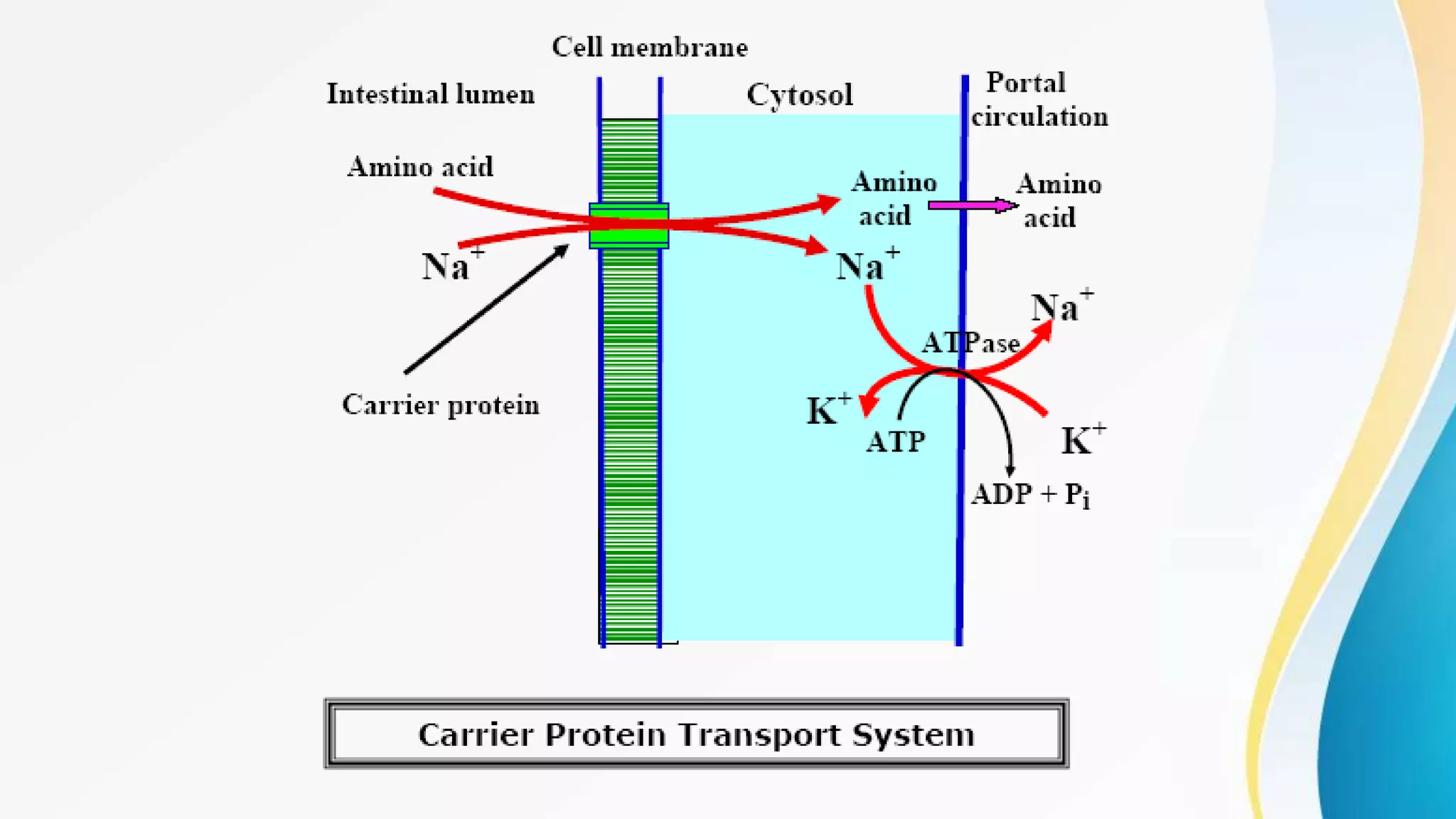 Proteins digestion, absorption, and metabolism | PPTX