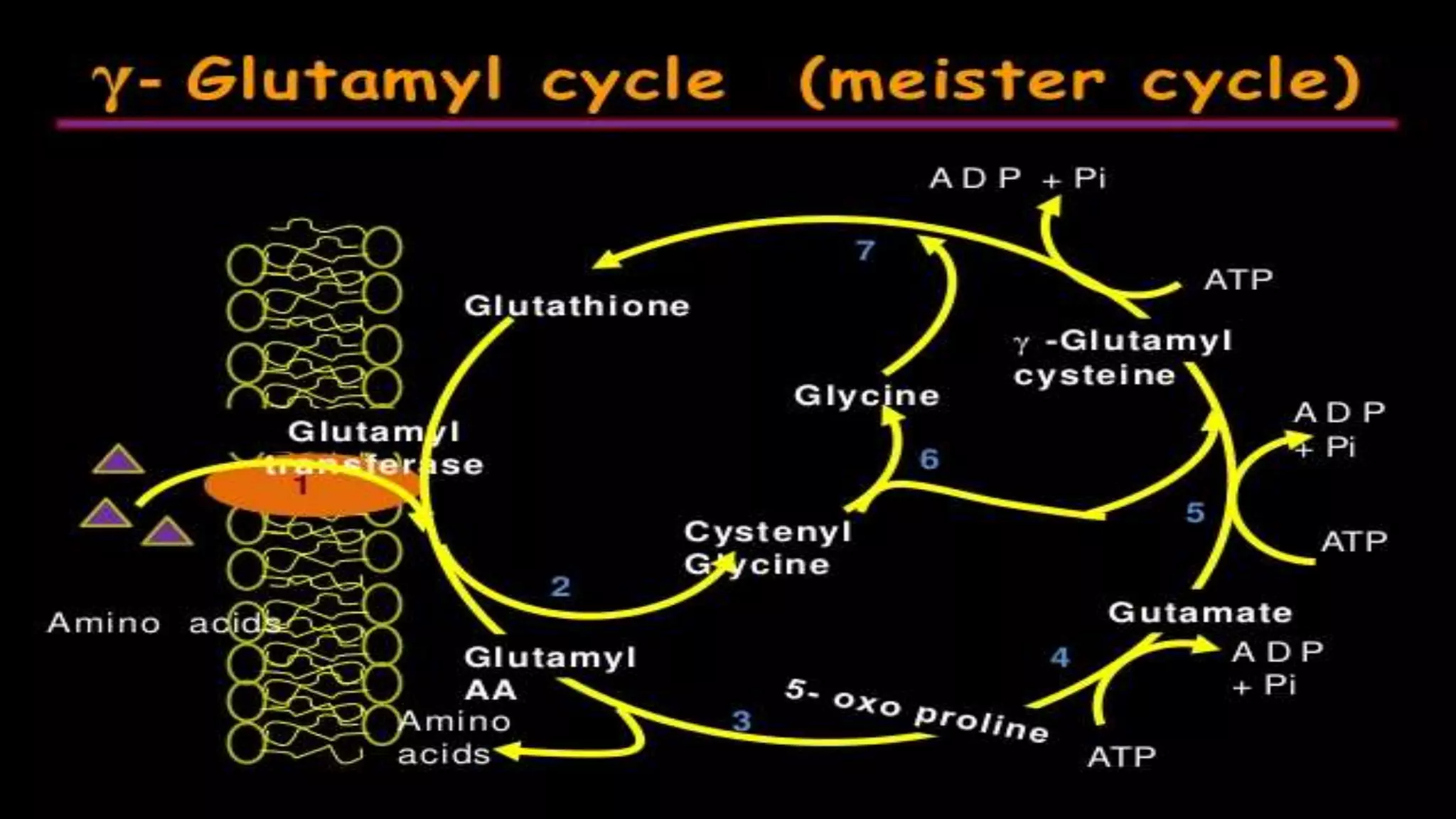 Proteins digestion, absorption, and metabolism | PPTX