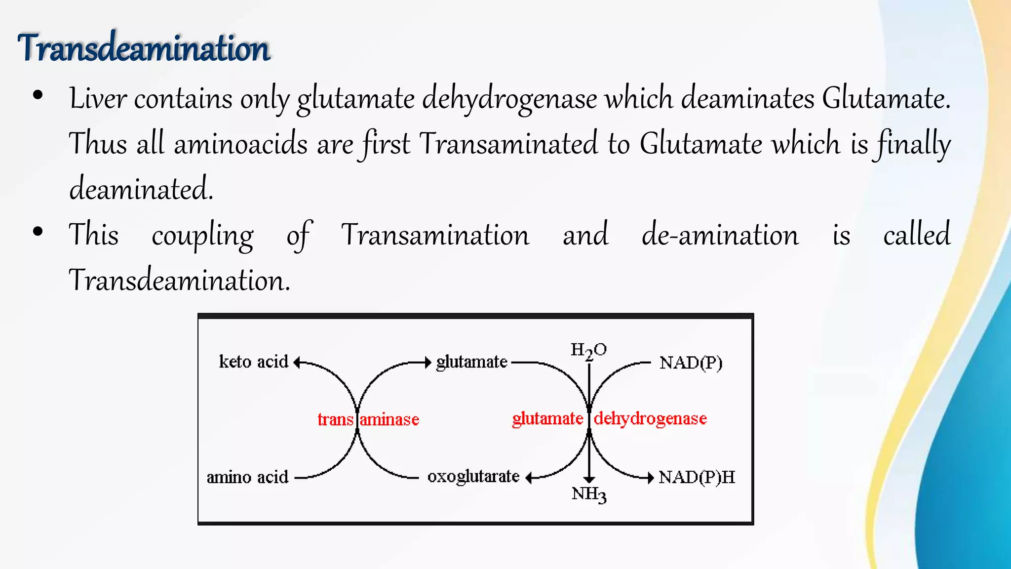 Proteins digestion, absorption, and metabolism | PPTX
