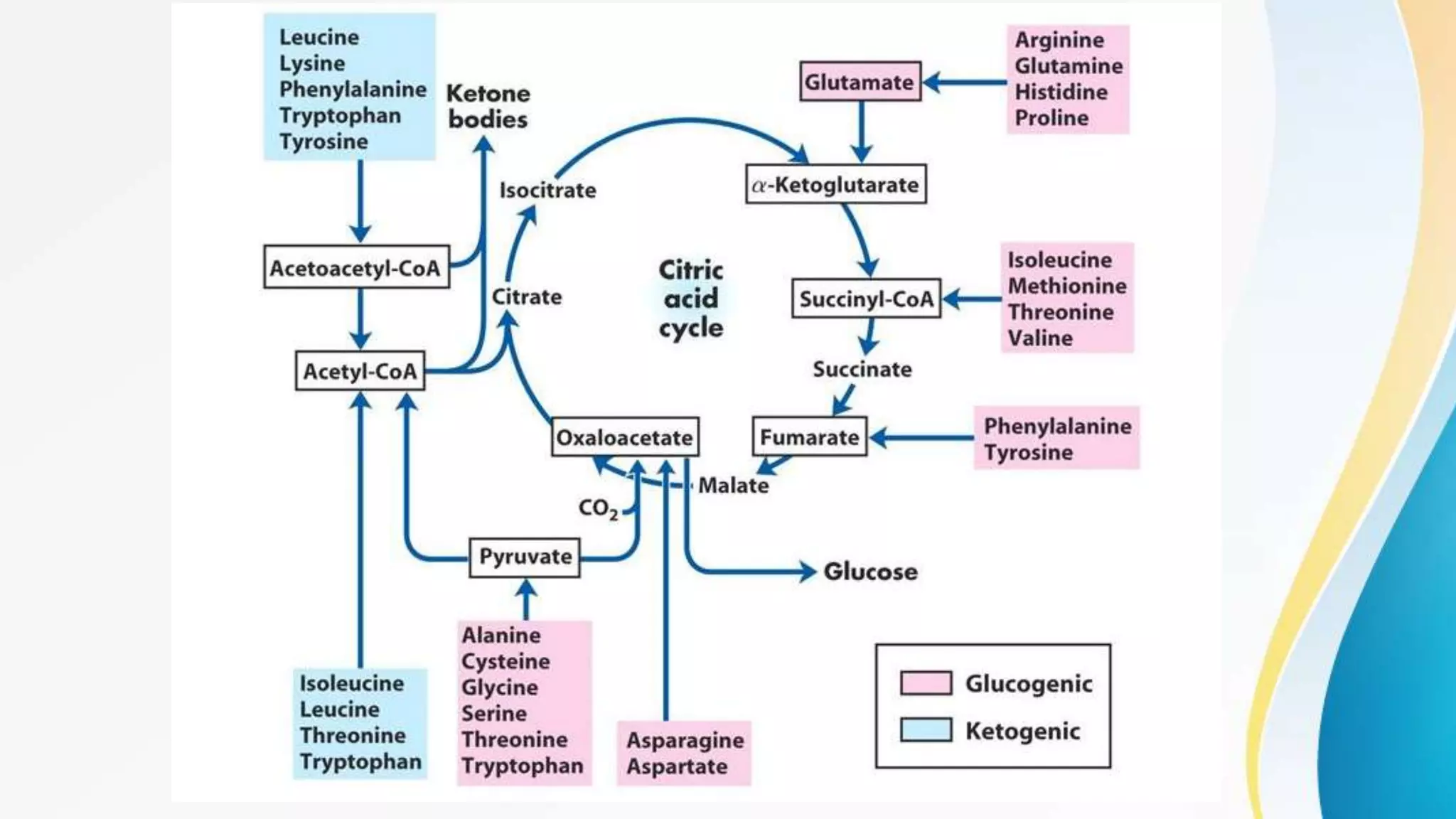 Proteins digestion, absorption, and metabolism | PPTX