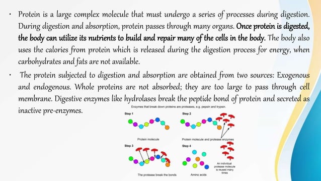 Proteins digestion, absorption, and metabolism | PPTX
