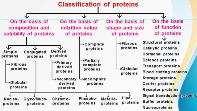 Proteins digestion, absorption, and metabolism | PPTX