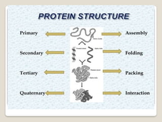 Protein, Classification of protein , properties of protein and ...