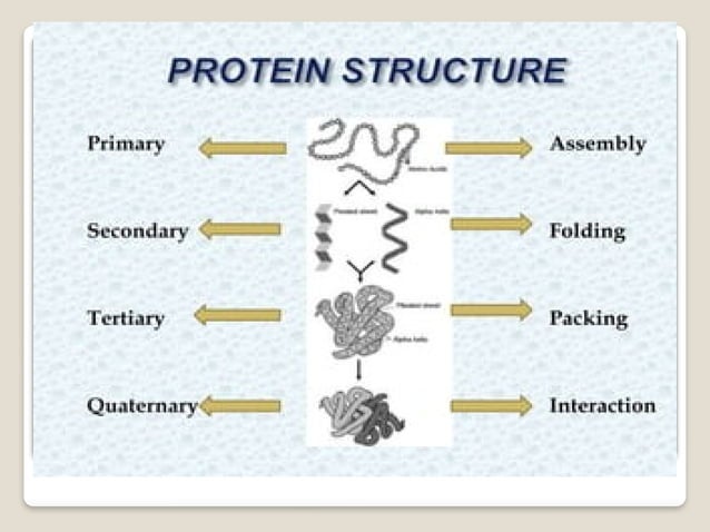 Protein, Classification of protein , properties of protein and ...