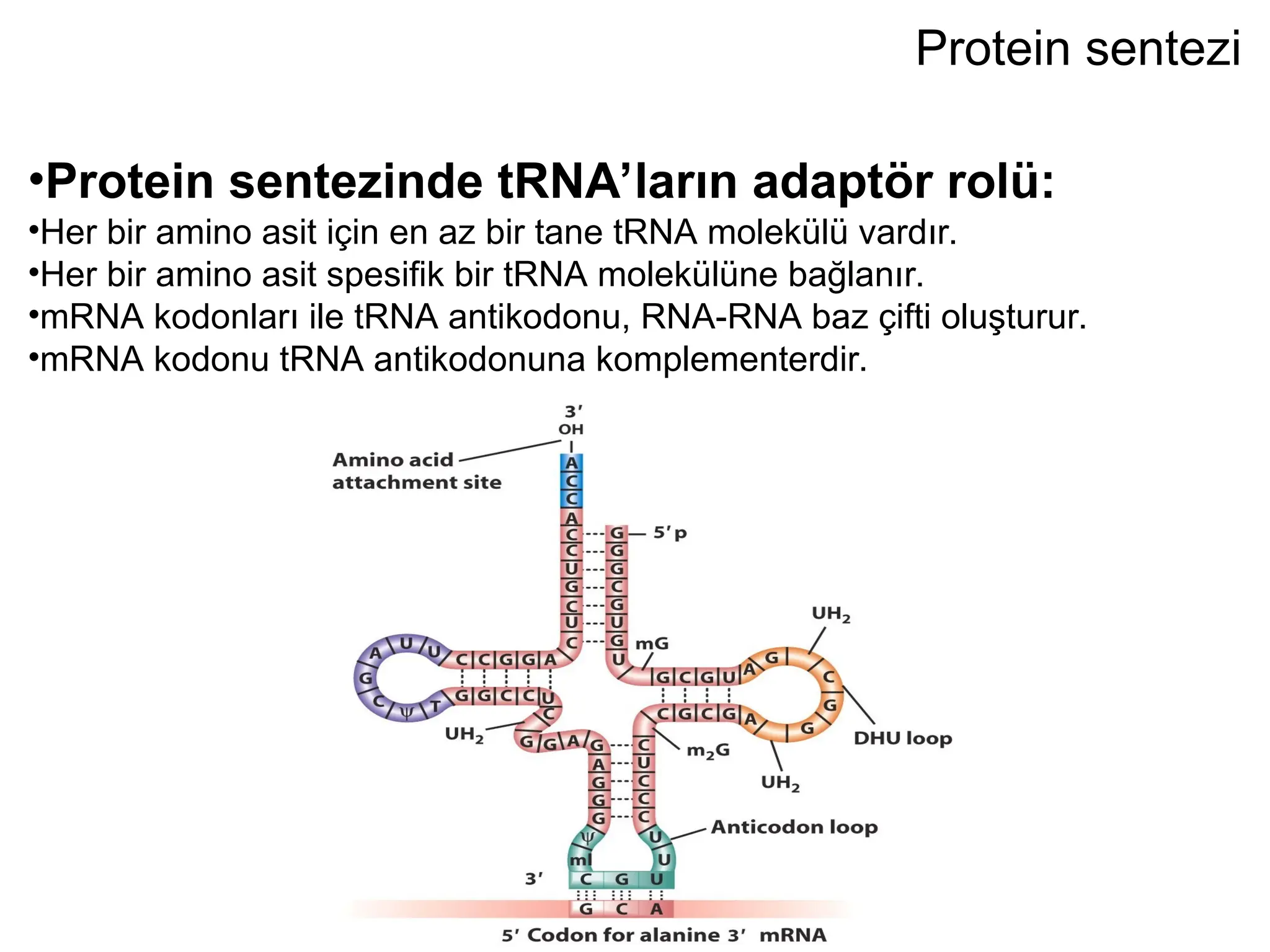 PROTEİN SENTEZİ.pptPROTEİN SENTEZİ.pptPROTEİN SENTEZİ.pptPROTEİN ...