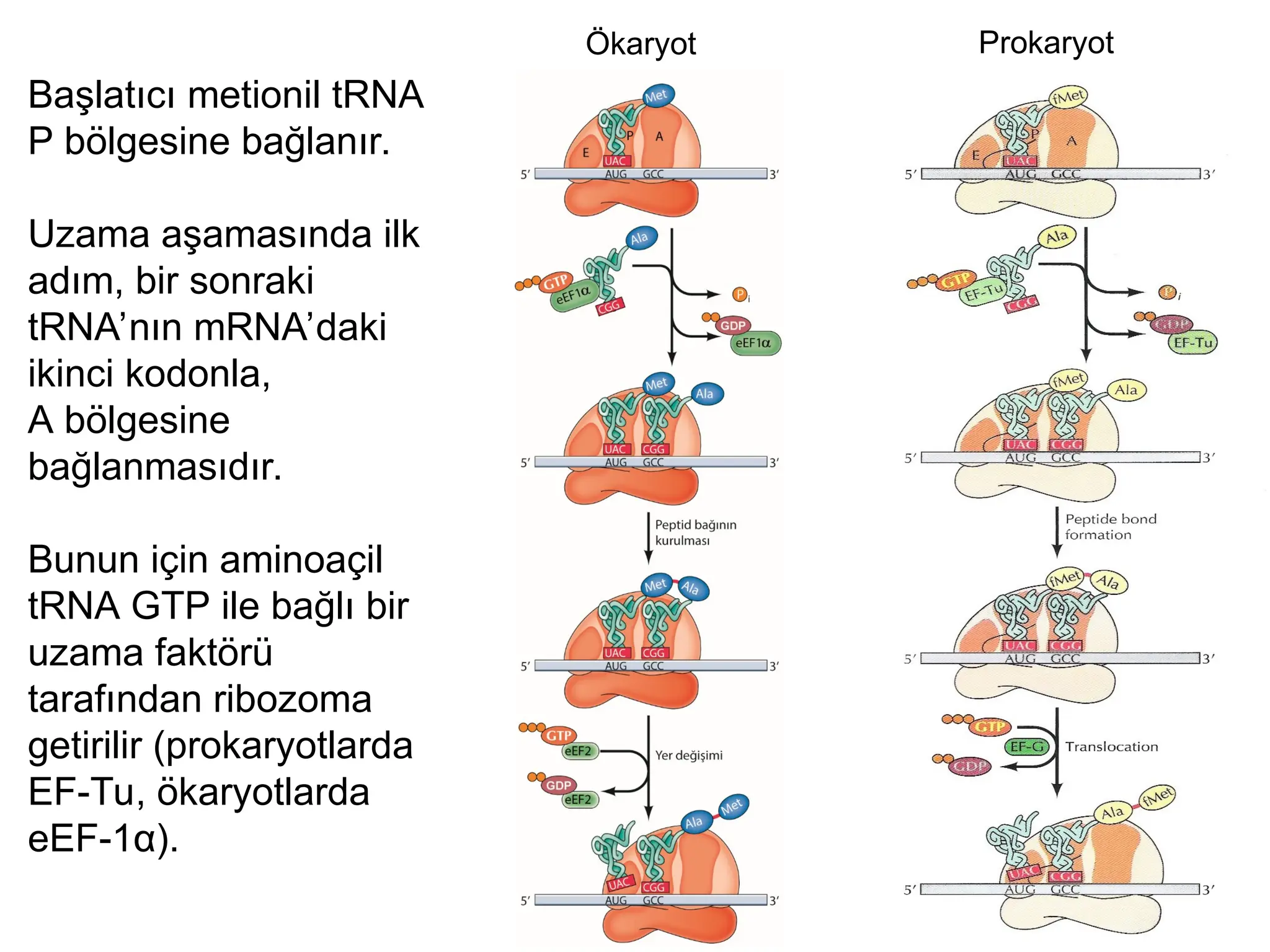 PROTEİN SENTEZİ.pptPROTEİN SENTEZİ.pptPROTEİN SENTEZİ.pptPROTEİN ...