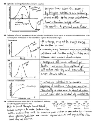 IB Proteins & Enzymes Review Key (2.4-2.5-7.3) | PDF