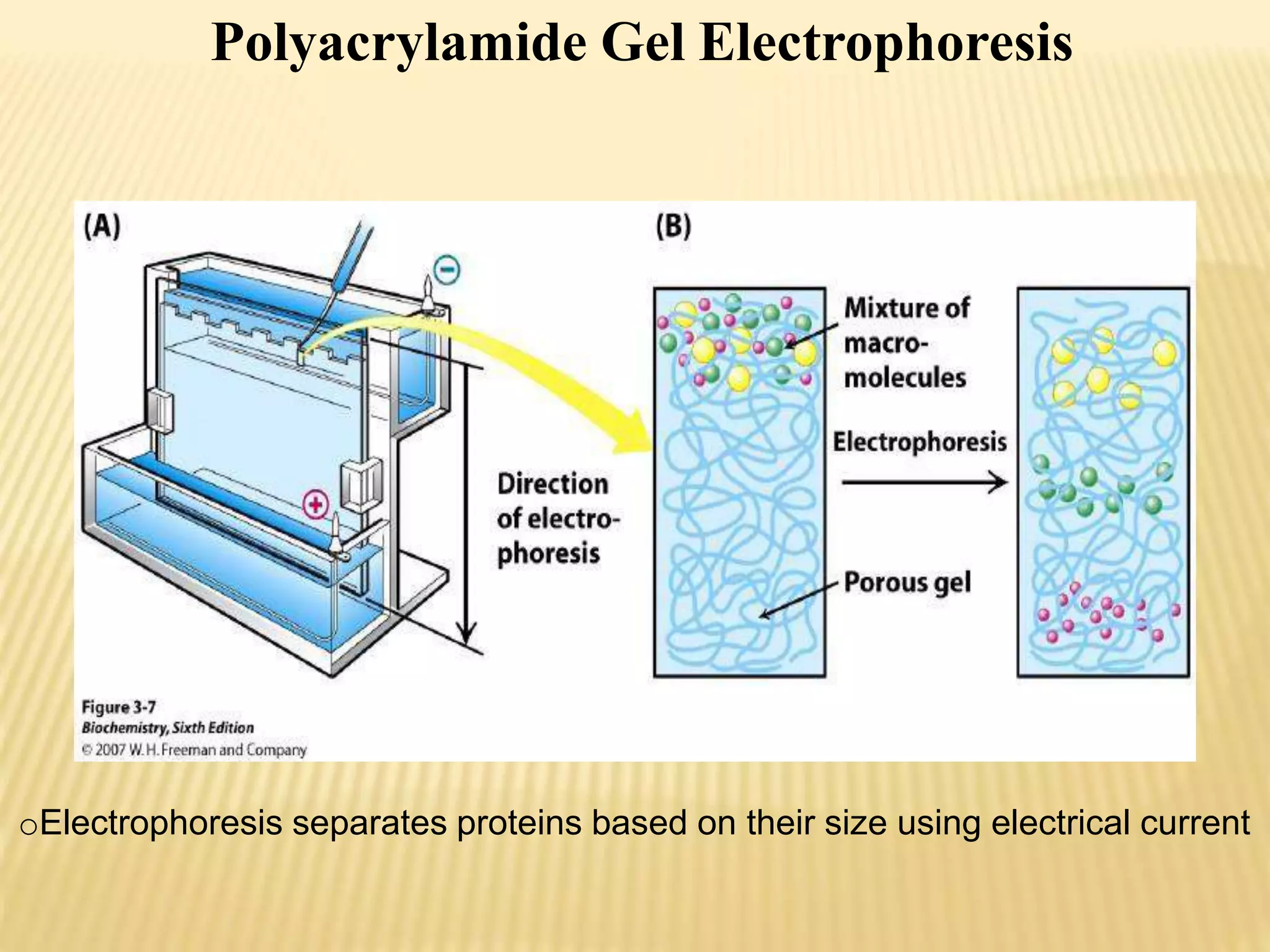 Protein separation and purification | PPTX